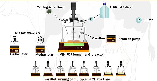Dual flow continuous culture system for the simulation of rumen ...