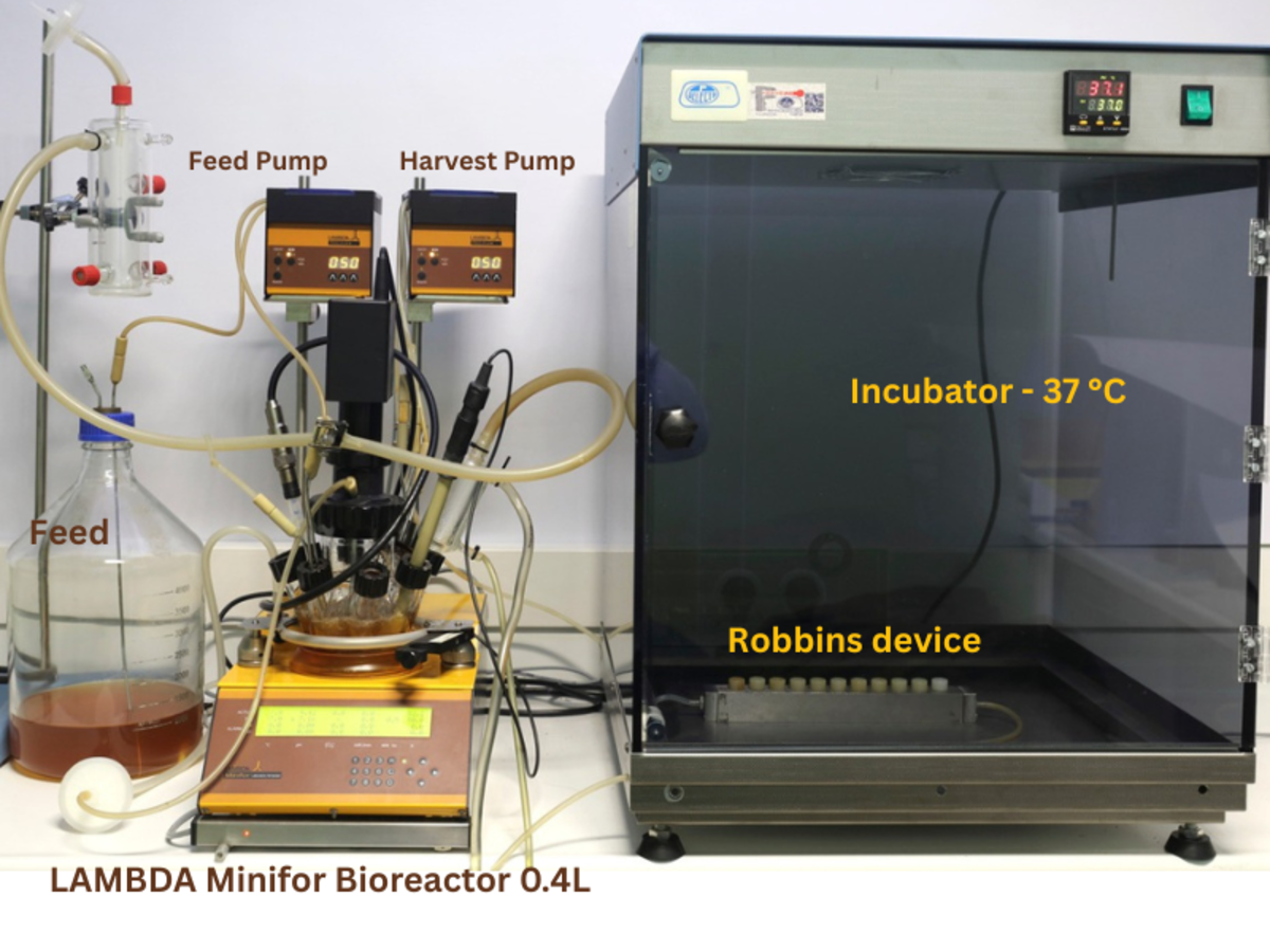 Dynamic Oral Biofilm Model Using the LAMBDA Minifor Bioreactor | LAMBDA