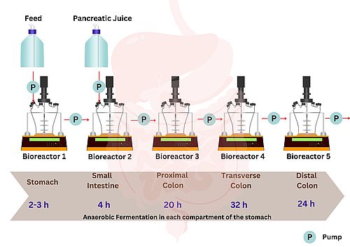 LAMBDA MINIFOR Multistage Fermenter for Simulating the Human Intestinal ...